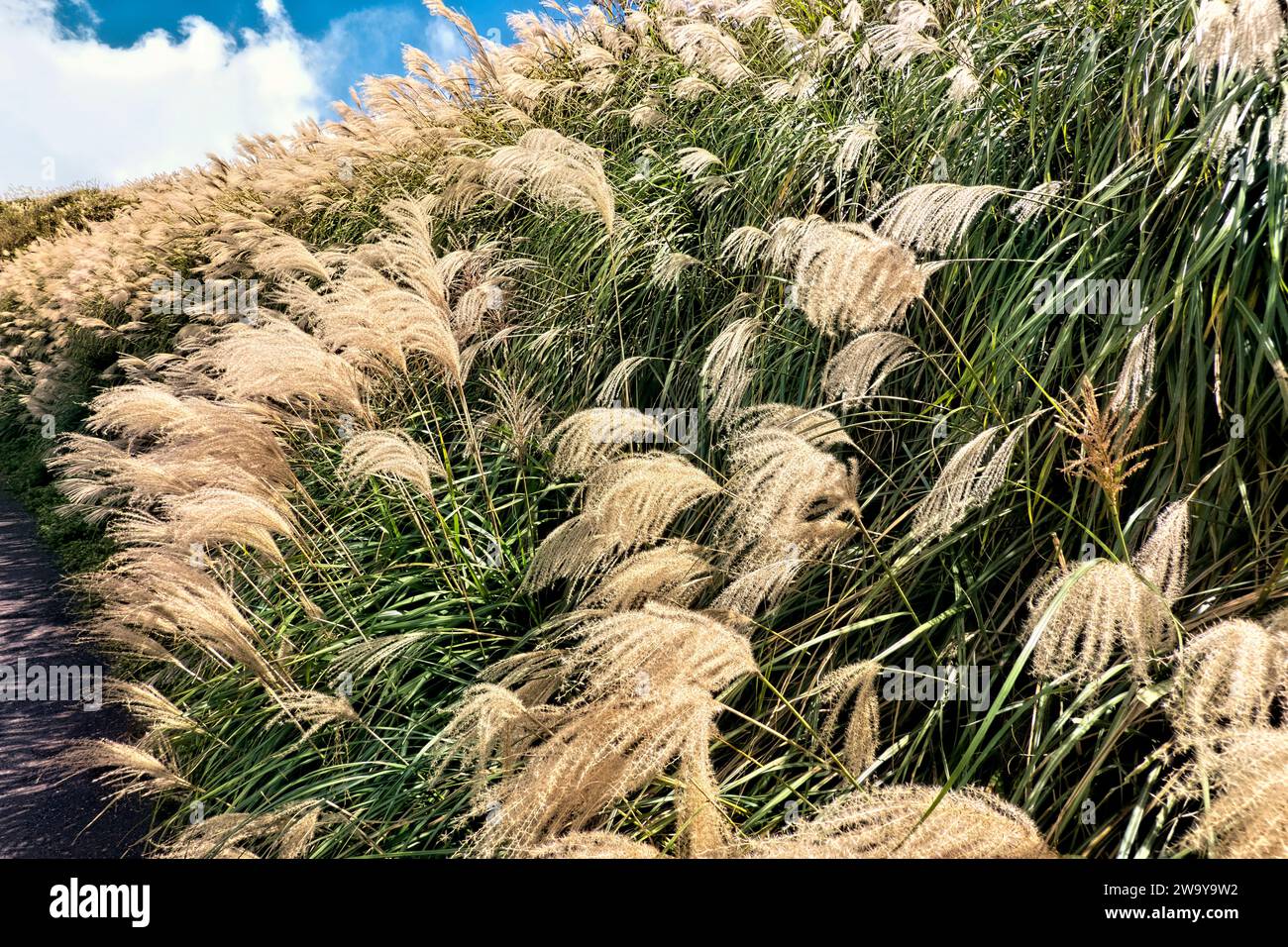 Taiwanese national parks hi-res stock photography and images - Alamy