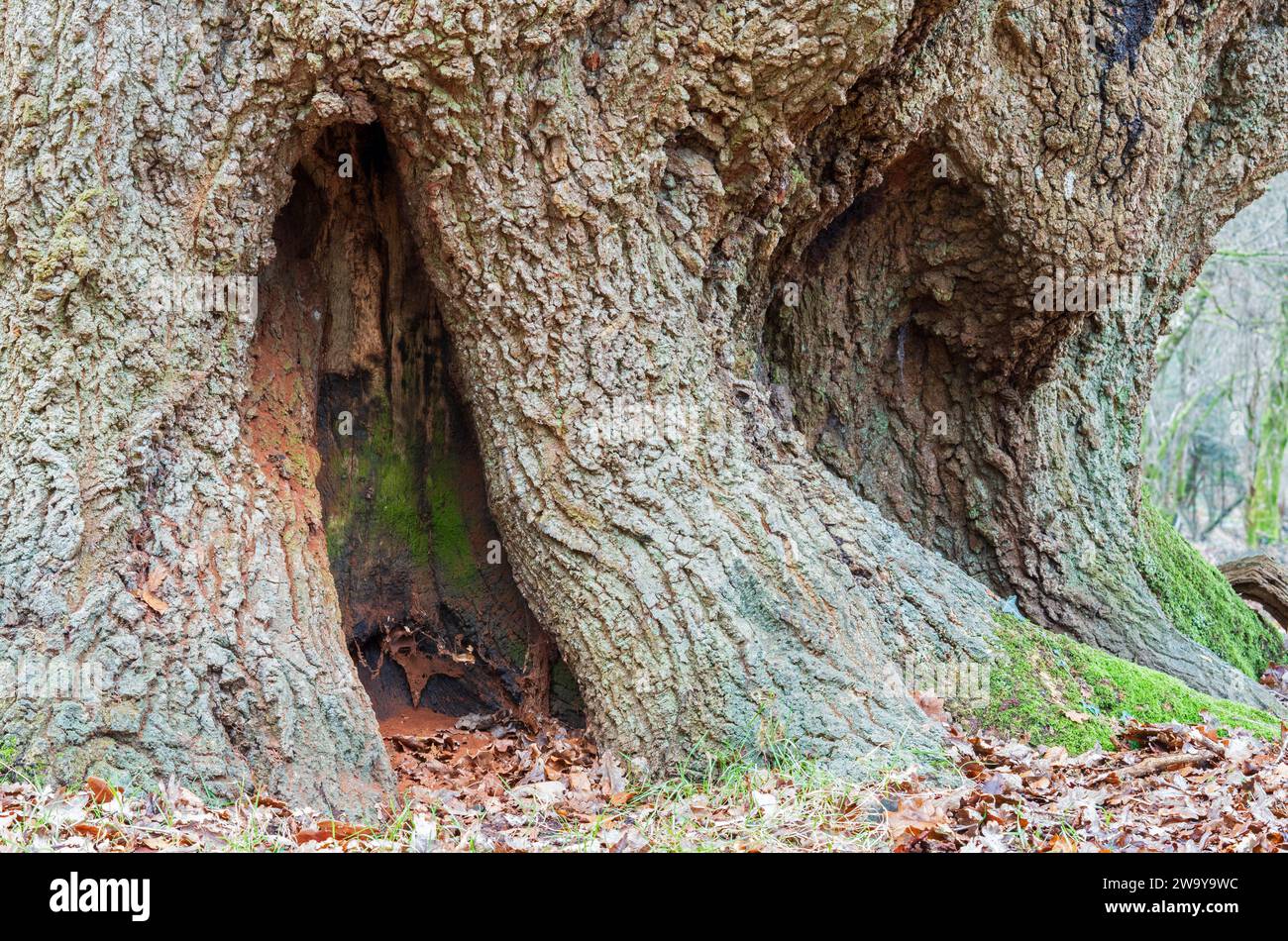Ancient oak tree at Ashurst, New Forest, Hampshire UK Stock Photo - Alamy
