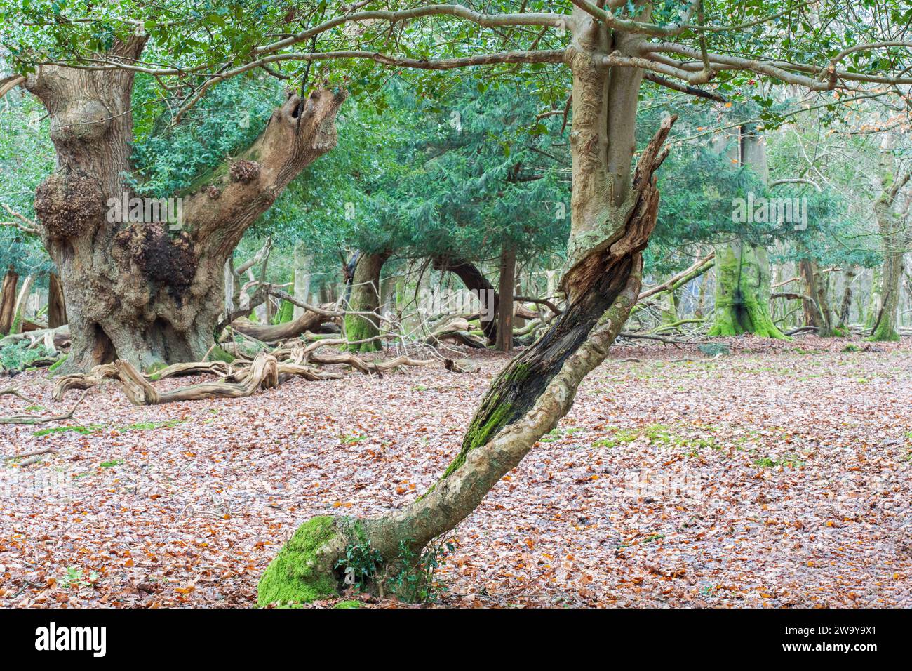 Ancient oak tree at Ashurst, New Forest, Hampshire UK Stock Photo - Alamy