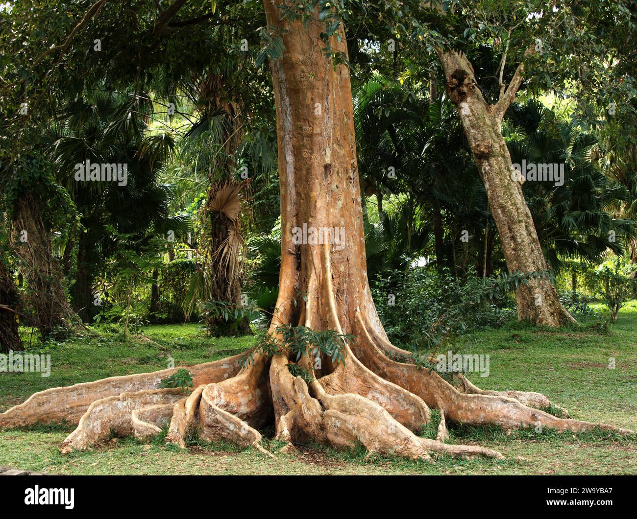 Buttress roots, botanical garden, Mauritius Stock Photo - Alamy