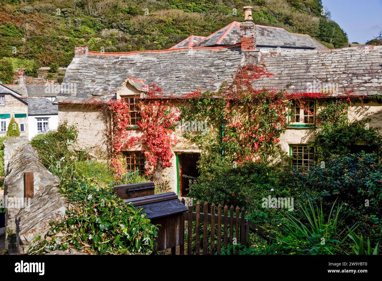 Ancient Cornish cottages with plants growing up the walls in a street ...