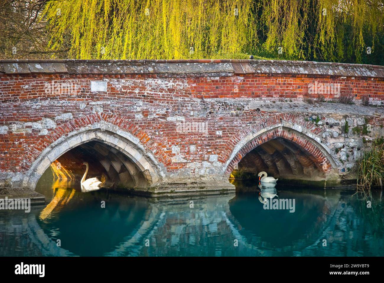 Two white swans resting beneath the 13th century brick built ...