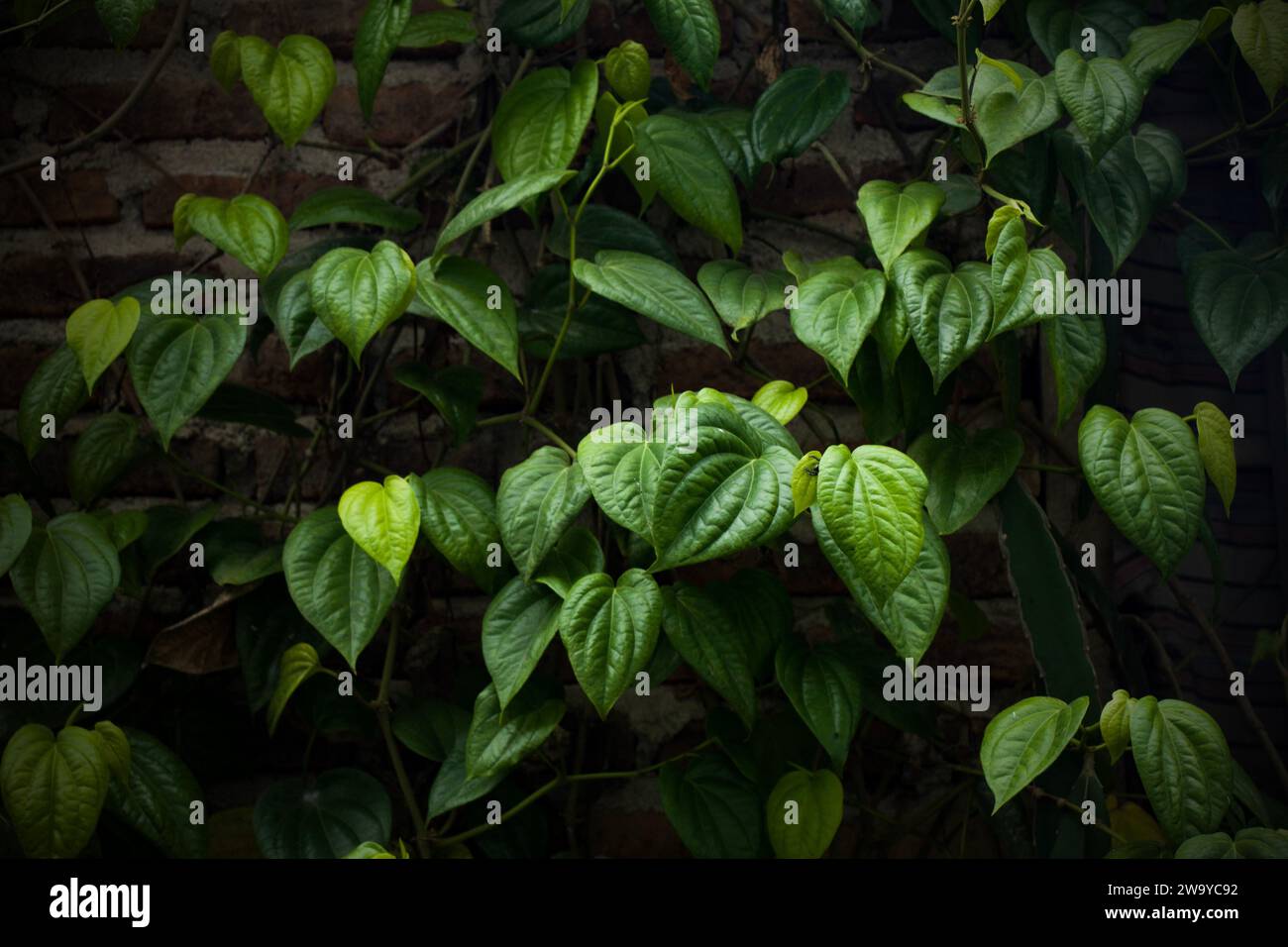 Propagate by leaves hi-res stock photography and images - Alamy