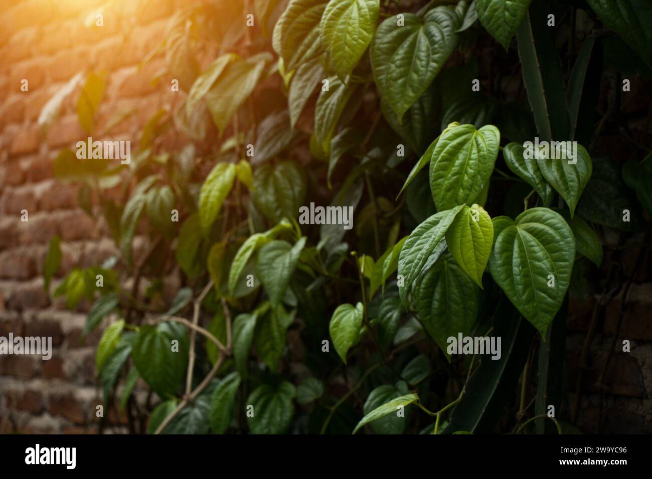 natural background of betel leaves. Indonesian elephant betel leaves ...