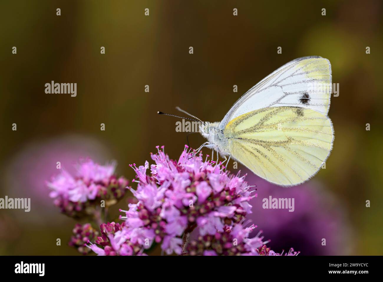 Family of lip bloomers hi-res stock photography and images - Alamy