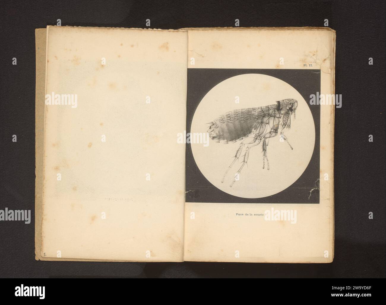 Flea identification hi-res stock photography and images - Alamy
