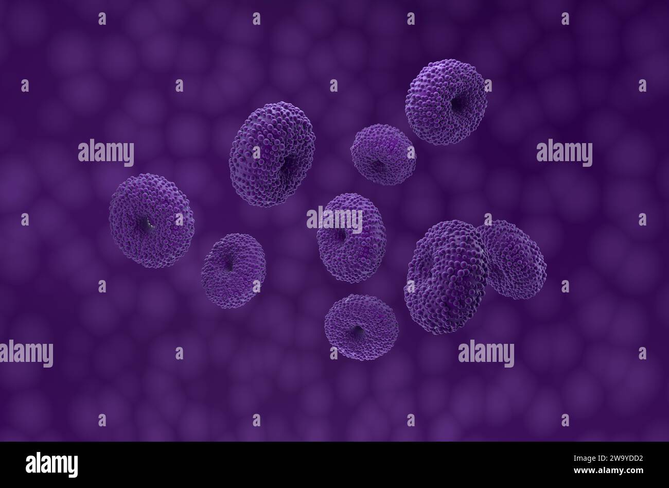 Geranium pollen grains - isometric view 3d illustration Stock Photo - Alamy