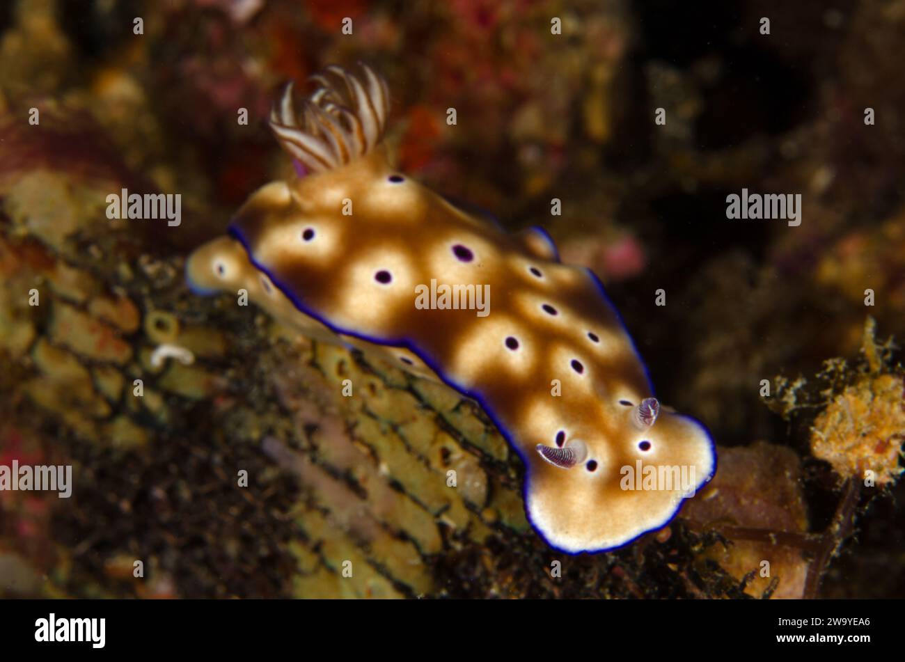 Hypselodoris tryoni, Chromodorididae, Anilao, Philippines, Asia Stock ...