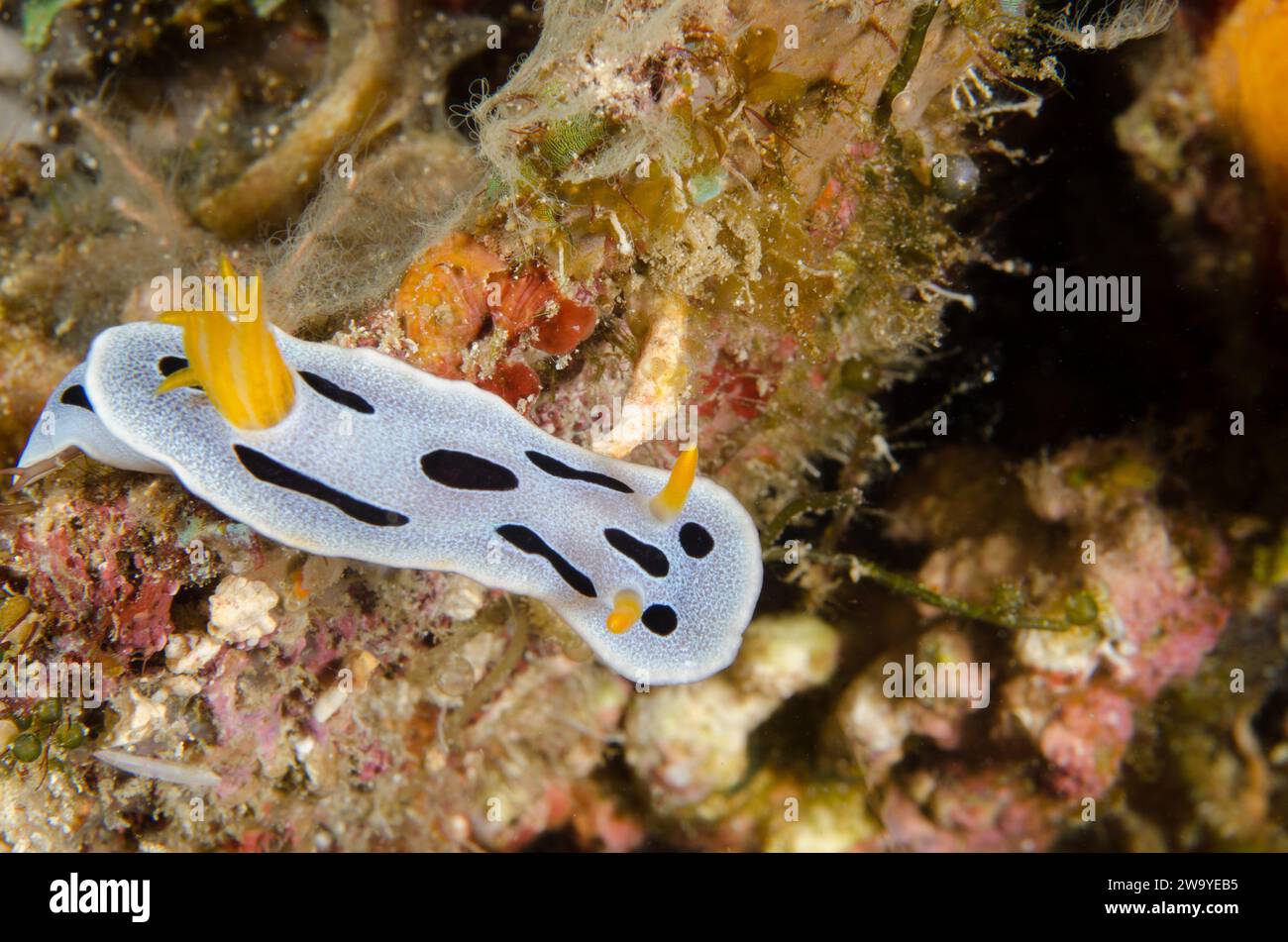 Chromodoris dianae, Chromodorididae, Anilao, Philippines, Asia Stock ...