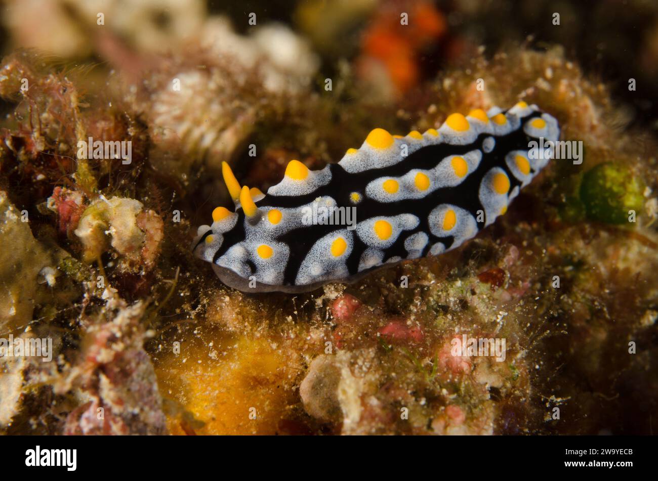 Phyllidia varicosa, Phyllidiidae, Anilao, Philippines, Asia Stock Photo ...