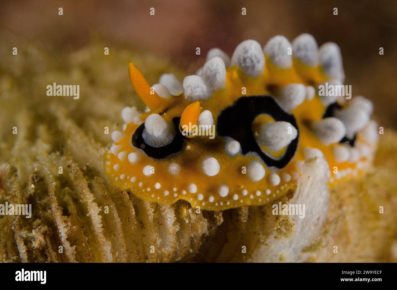 Phyllidiidae nudibranch hi-res stock photography and images - Alamy