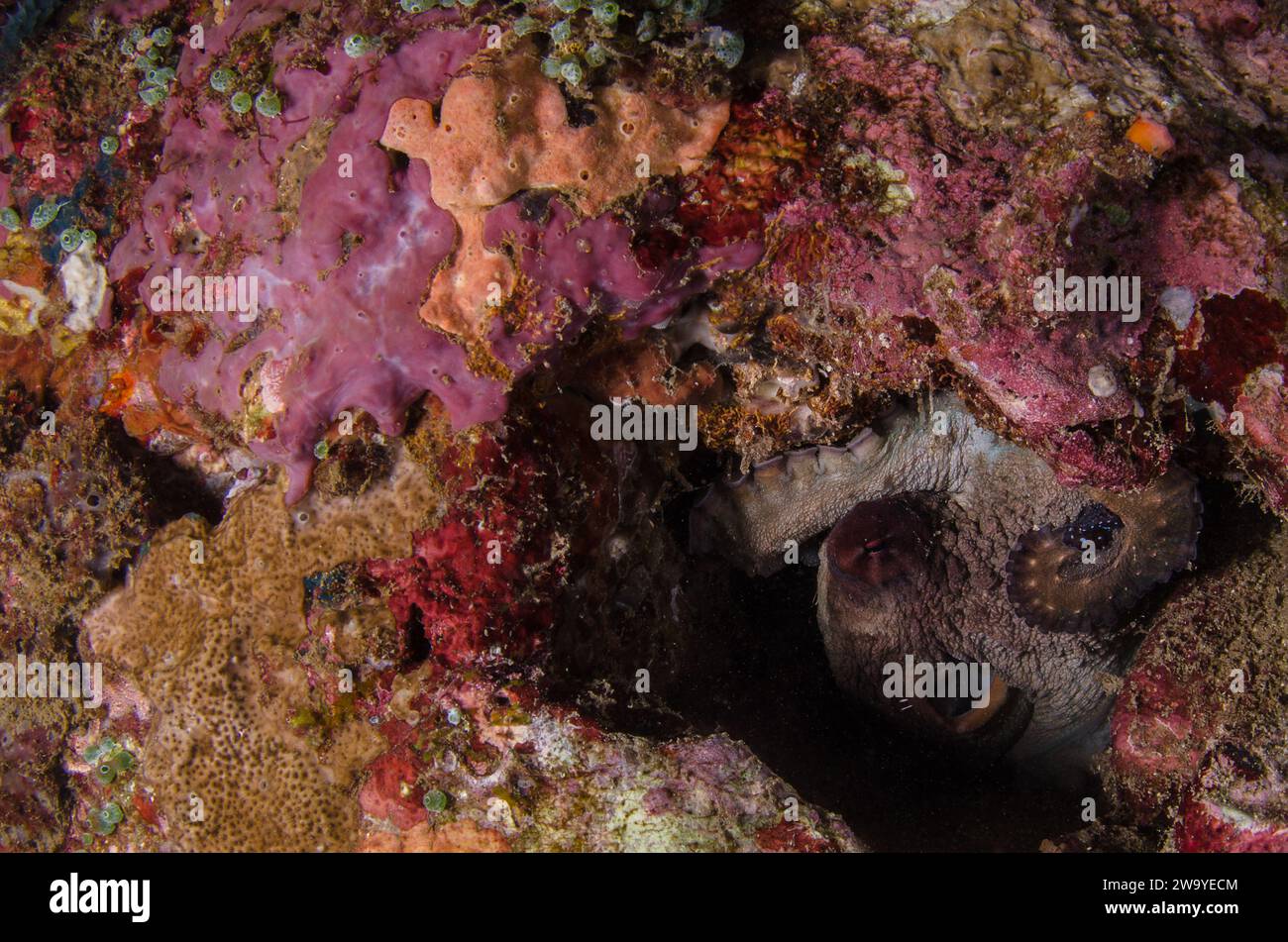 Red Octopus, Octopus cyanea, Octopodidae, Anilao, Philippines, Asia ...