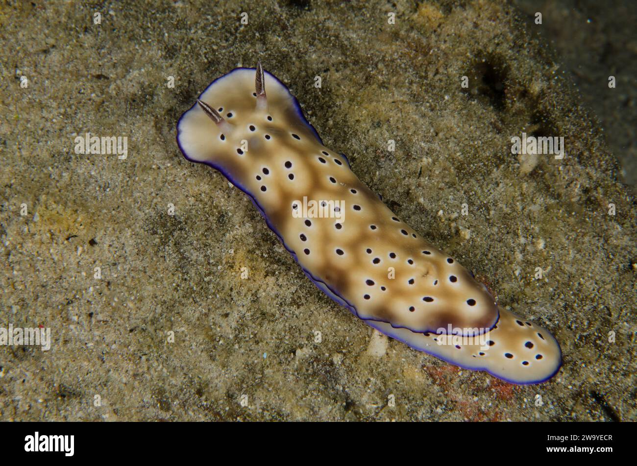Hypselodoris tryoni nudibranch hi-res stock photography and images - Alamy