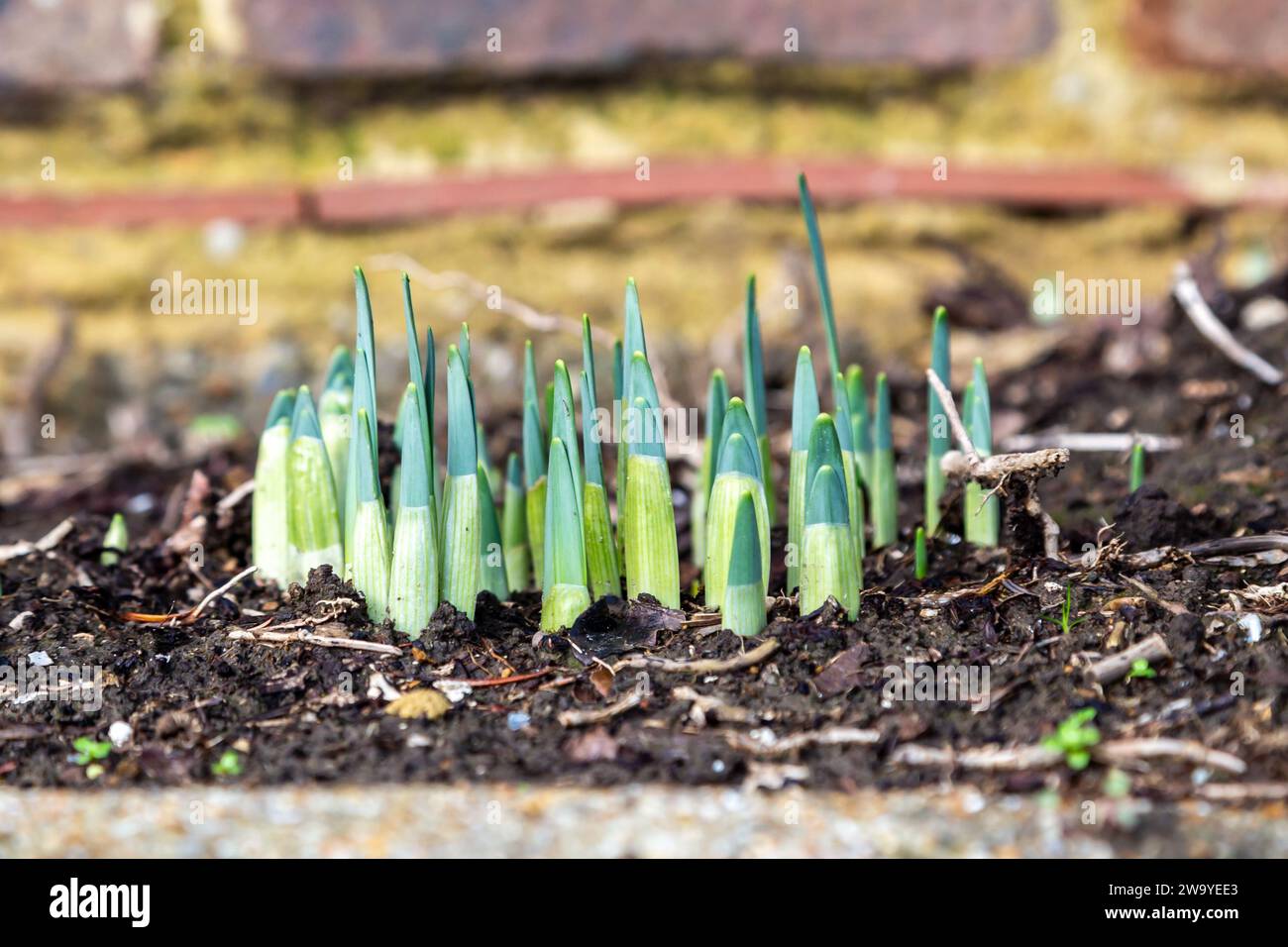 A close up of green daffodil shoots pushing up through the soil on a ...
