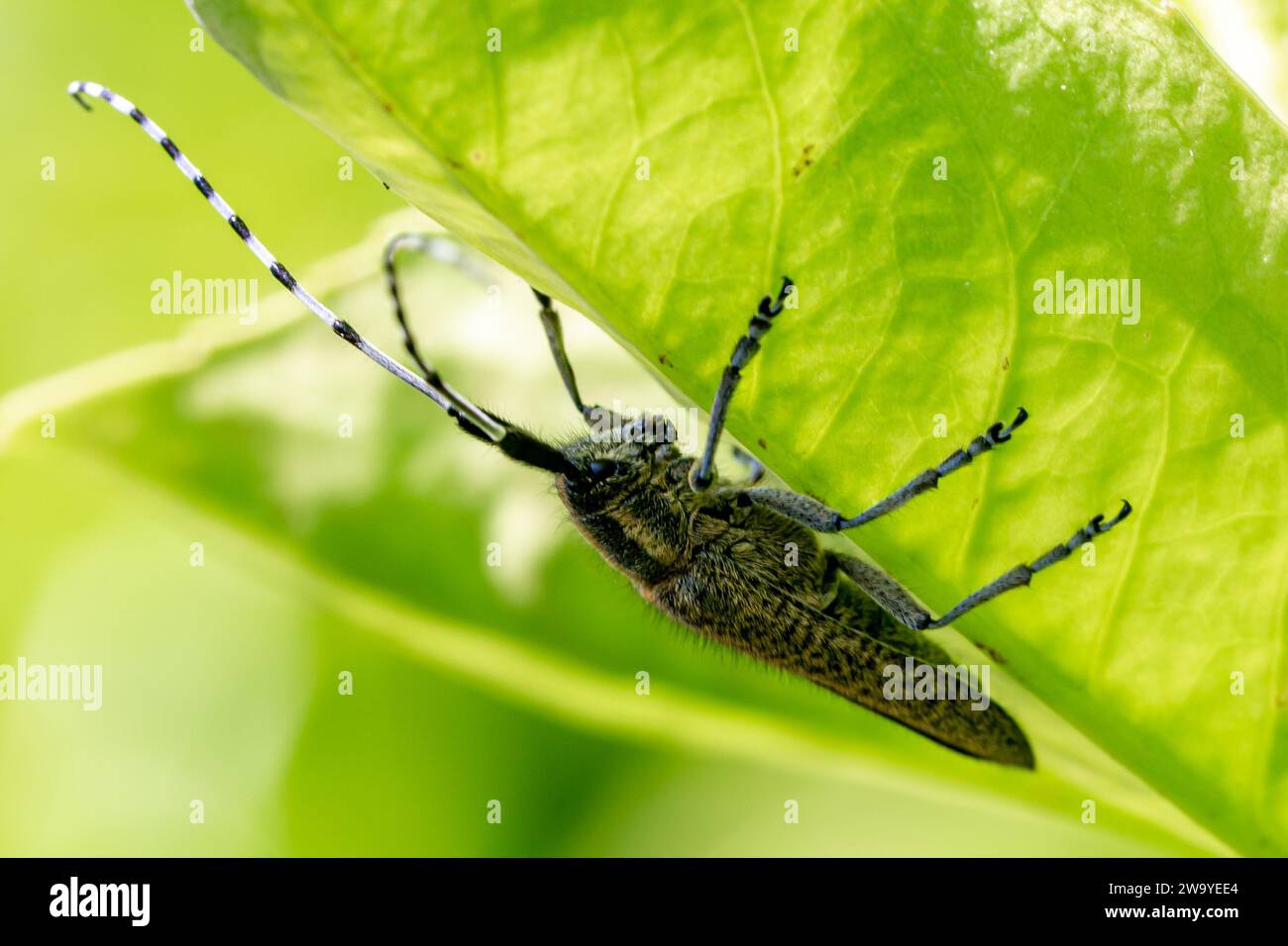 A close up of an agapanthia villosoviridescens, also known as a golden ...