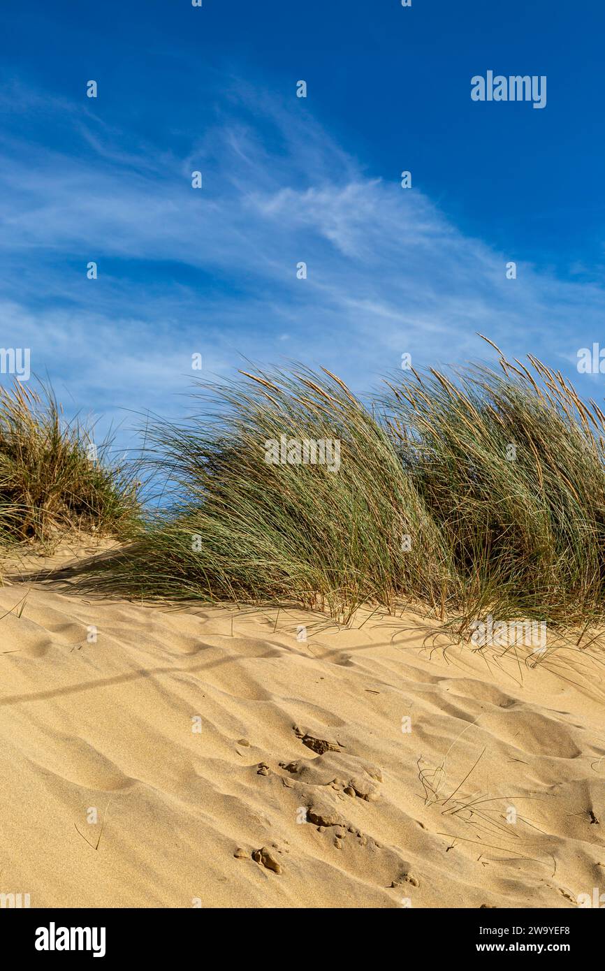 Sand dunes at Camber in Sussex on a sunny September day Stock Photo - Alamy