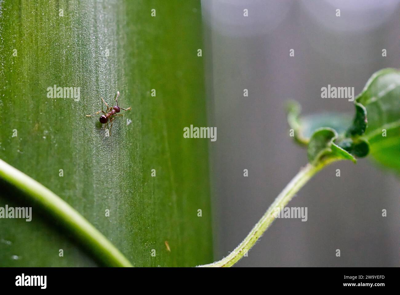 Bamboo detail hi-res stock photography and images - Alamy