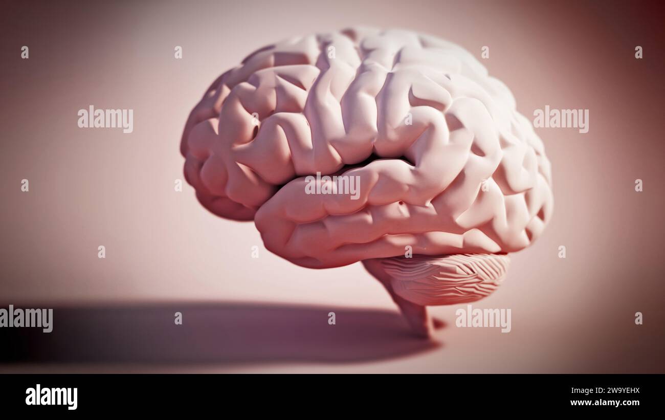 Human brain standing on soft color background. 3D illustration Stock ...