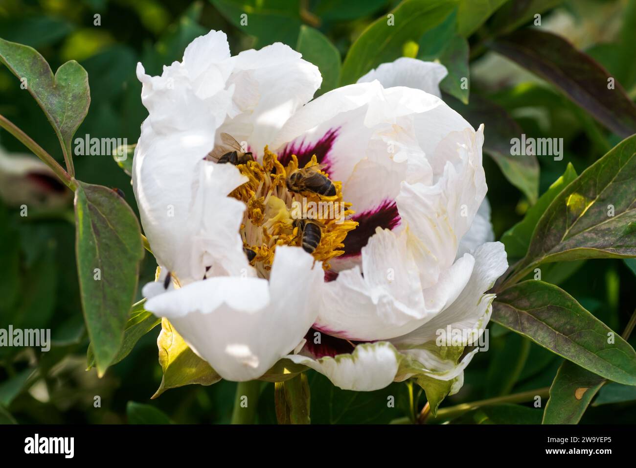 White peony flower close up detail. Honey bee with a curd on the stained peon stamens. Bees ...