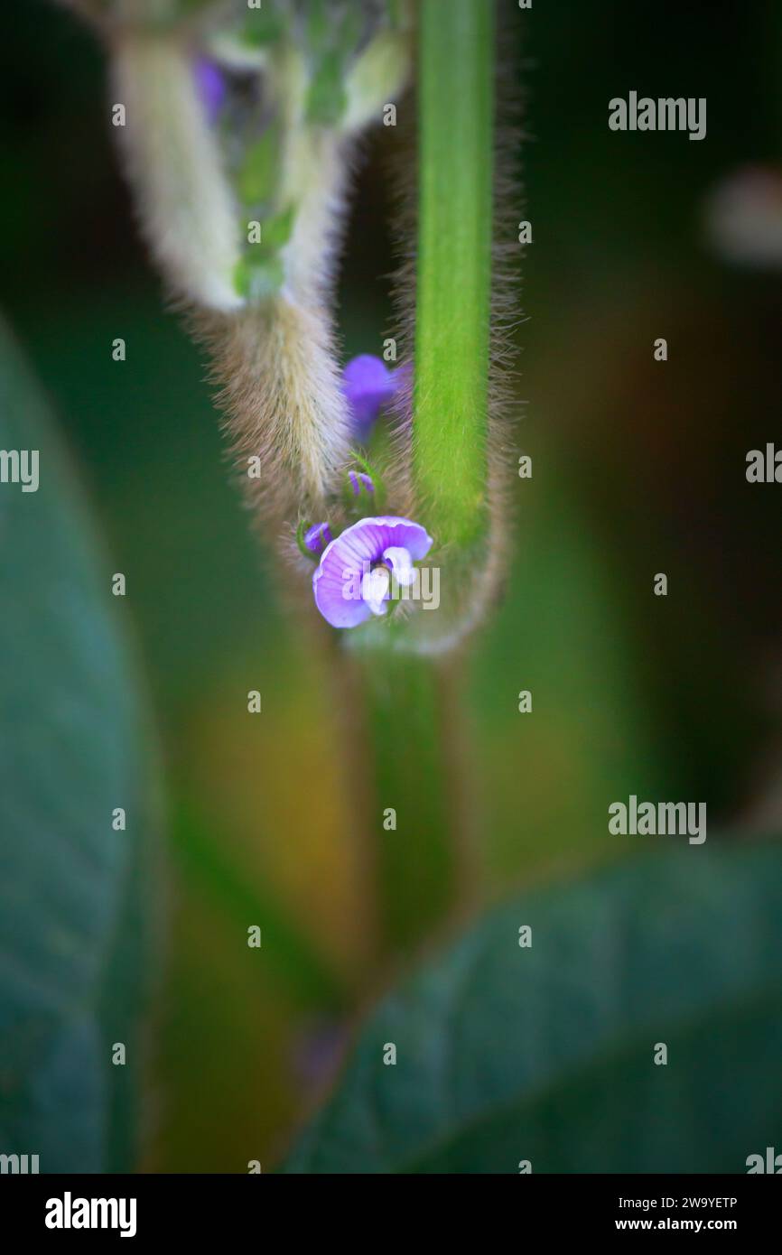 Purple flower of soybean closeup. Soy crop in the non-GMO field ...