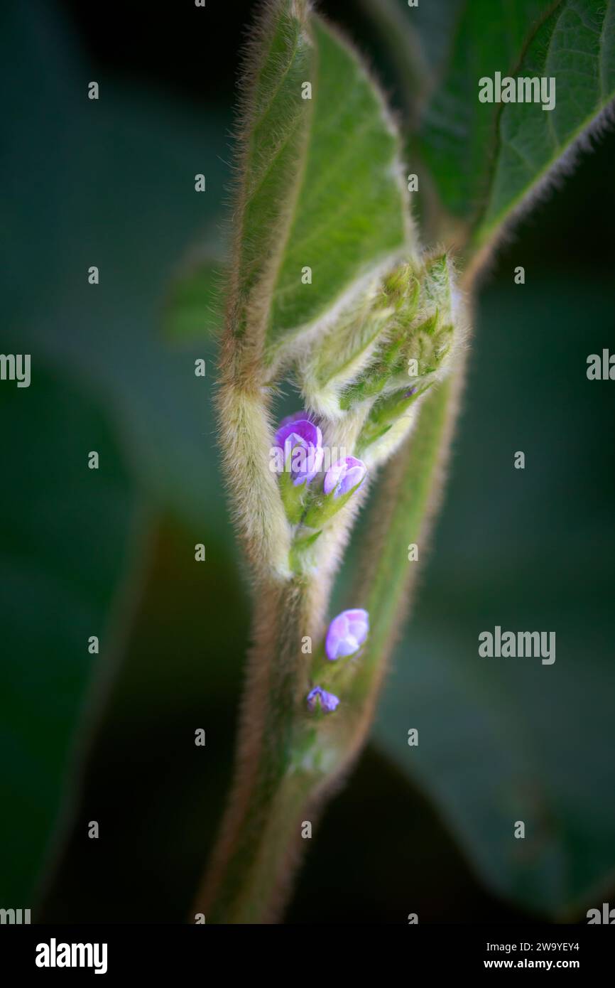 Purple flower of soybean closeup. Glycine max, soybean, soya bean ...