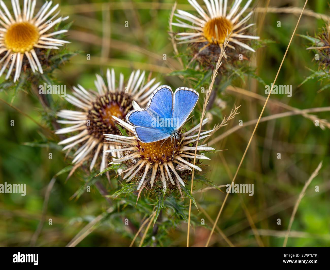 Adonis Blue Butterfly Feeding on Carline Thistle Stock Photo - Alamy