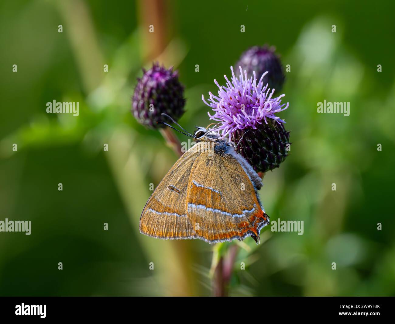 Brown Hairstreak Feeding on Creeping Thistle Stock Photo - Alamy