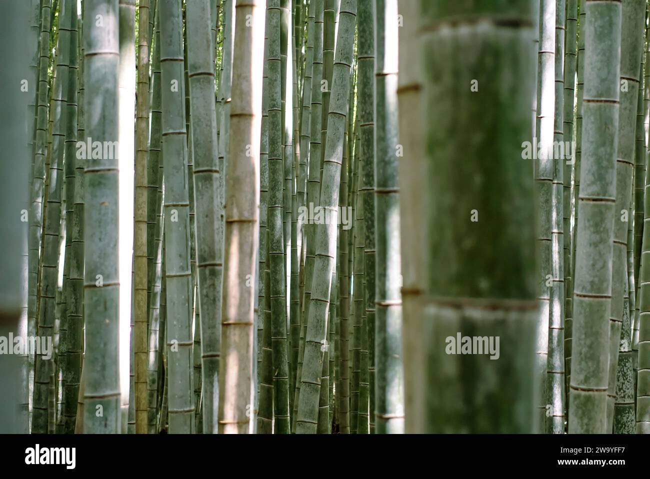View into a bamboo forest Stock Photo - Alamy