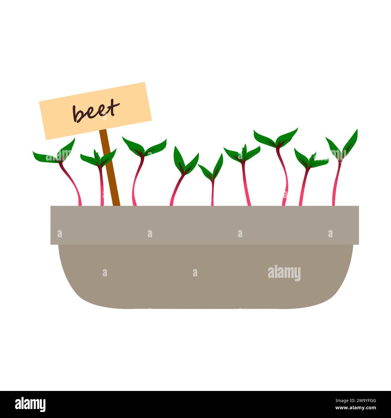 Seed germination process hi-res stock photography and images - Alamy