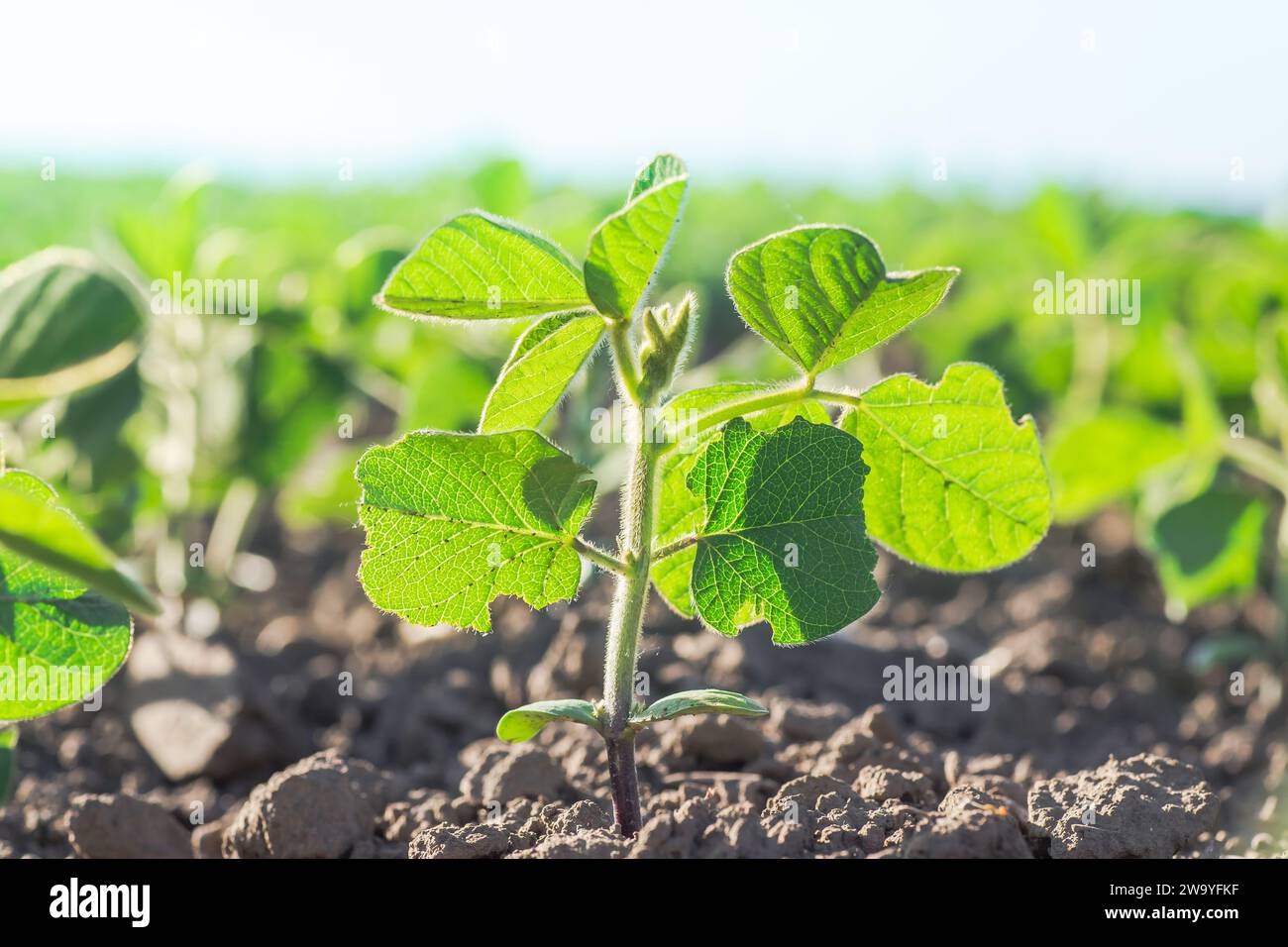 Glycine max, soybean, soya bean sprout growing soybeans on an ...
