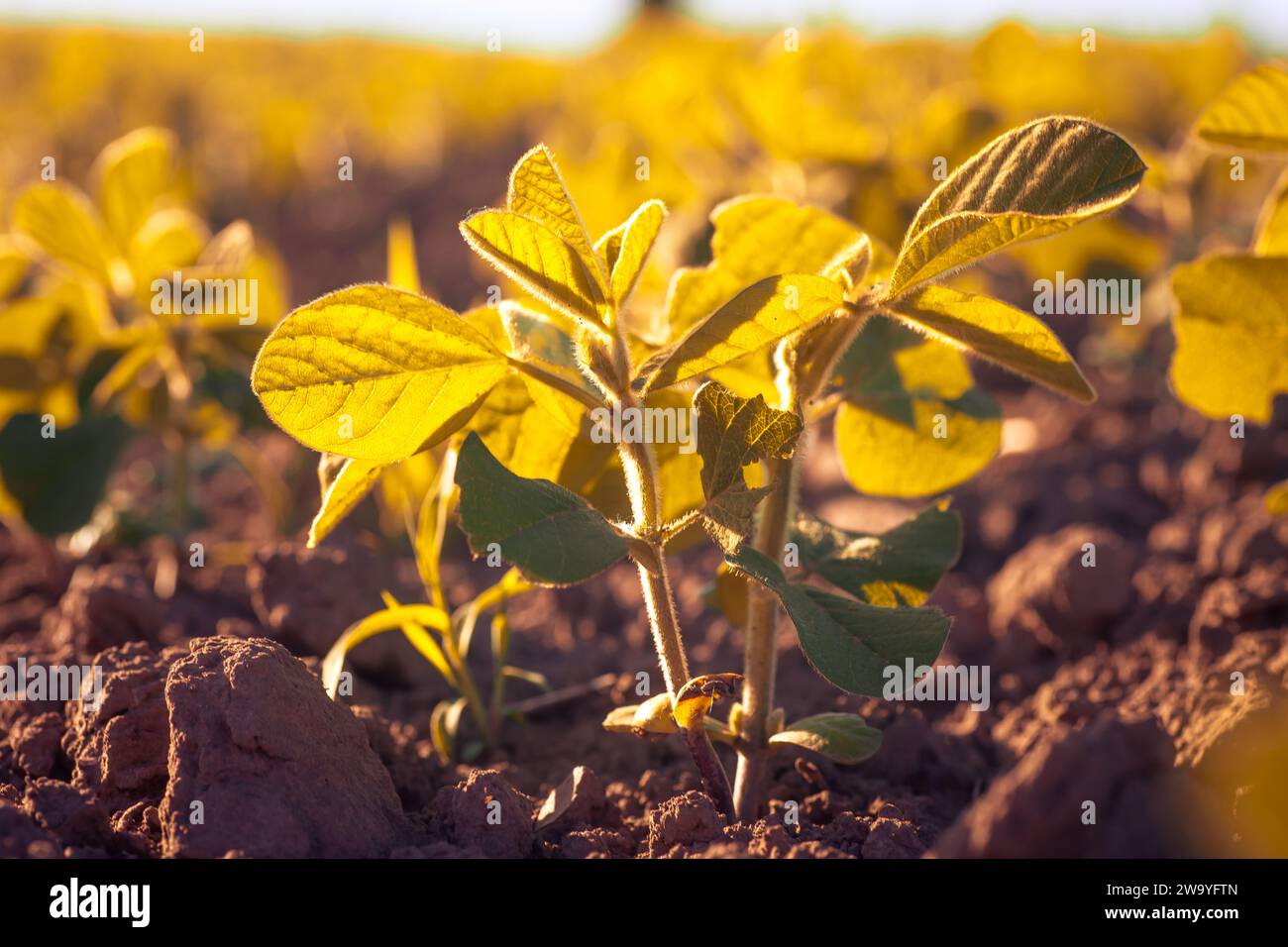 Glycine max, soybean, soya bean sprout growing soybeans on an ...