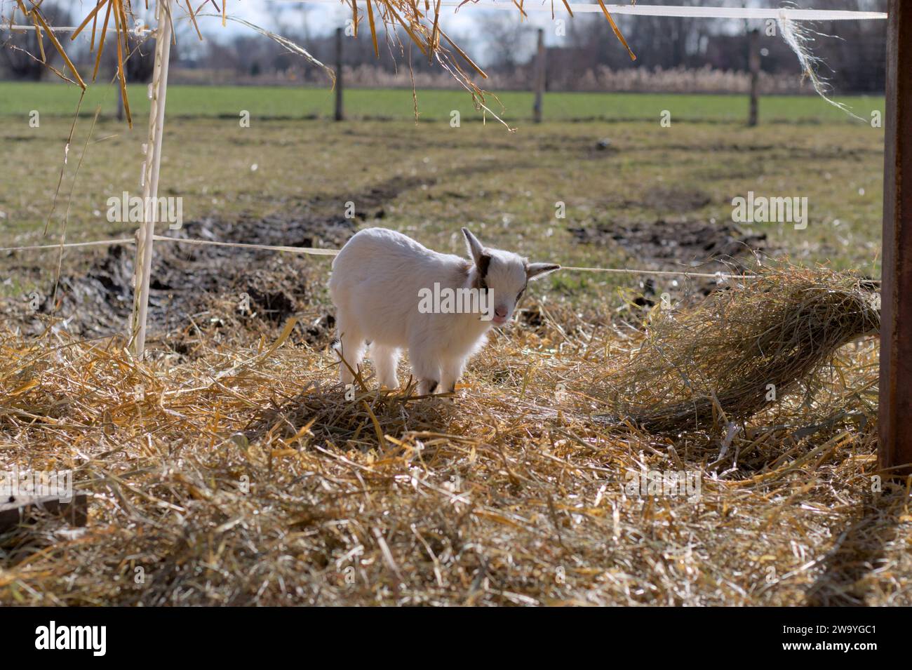 Rural Serenity: Baby Goat Perched on Hay with Green Fields in the ...