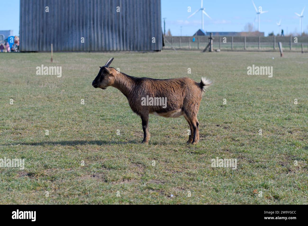 Middle brown farm hi-res stock photography and images - Alamy