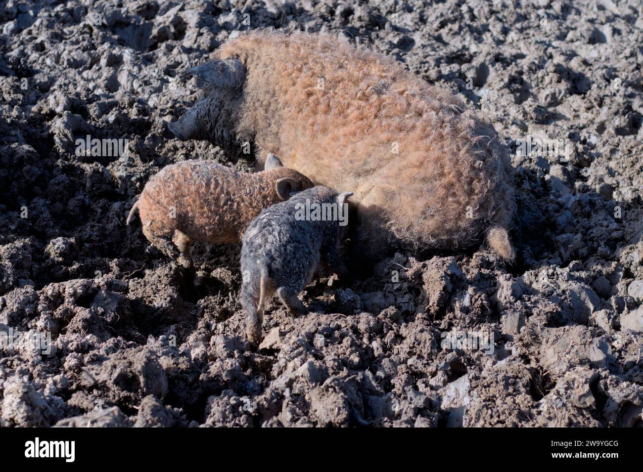 In a rustic farm setting, a mother pig with dirty-brown, curly-haired ...