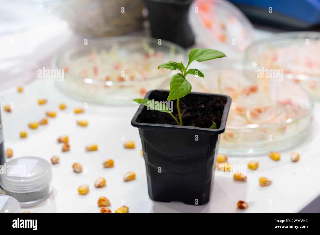 Growing wheat and beans in the laboratory. Smart technologies in ...
