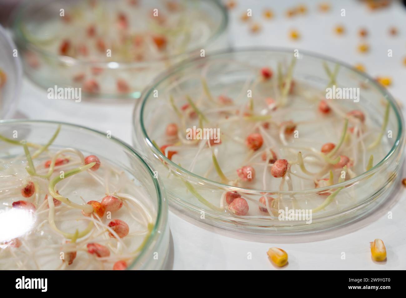Growing wheat and beans in the laboratory. Smart technologies in ...