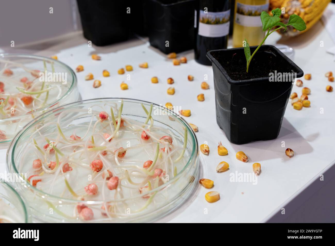 Growing wheat and beans in the laboratory. Smart technologies in ...