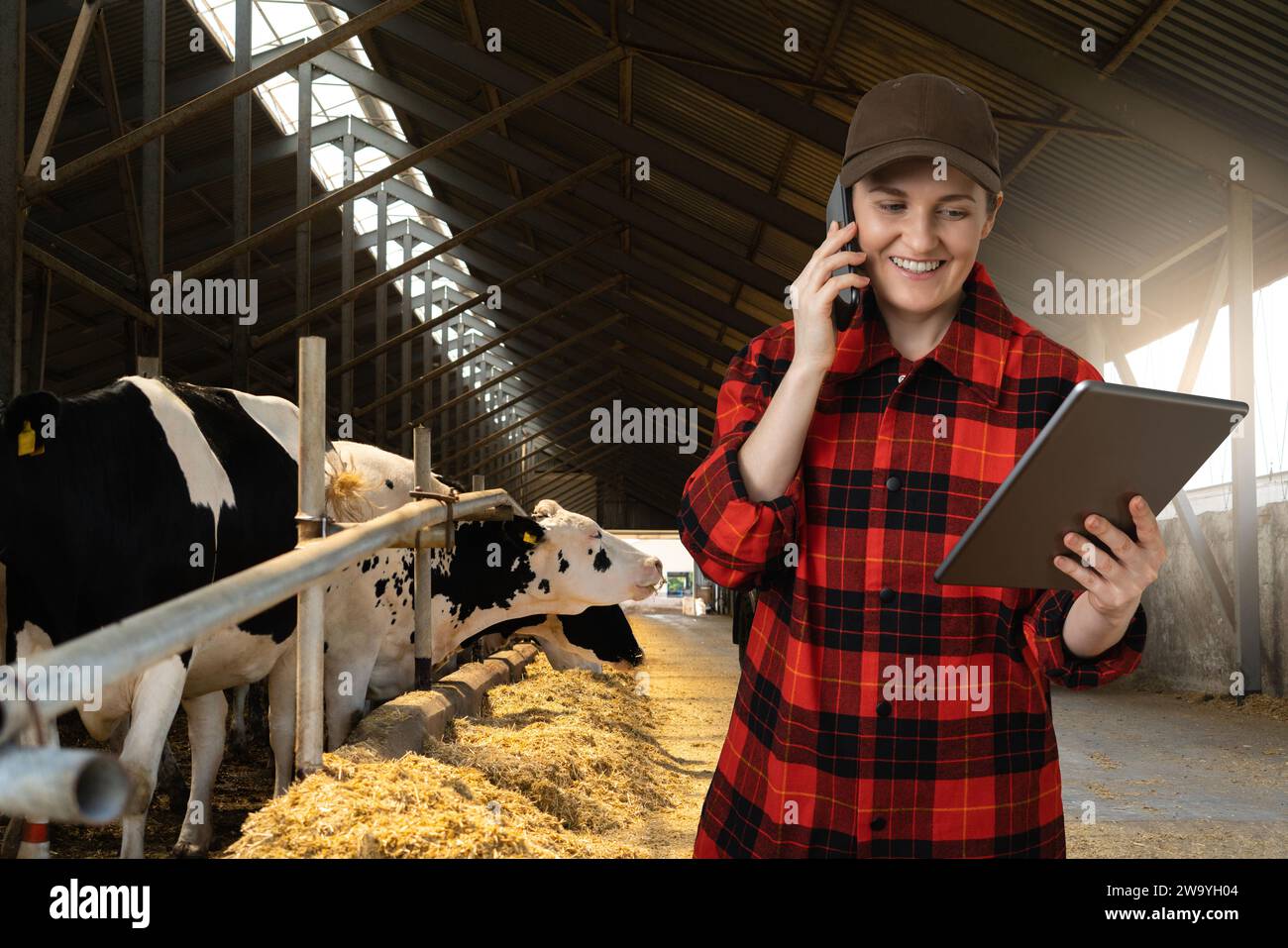 Female farmer with tablet and phone at a dairy farm. Herd management ...