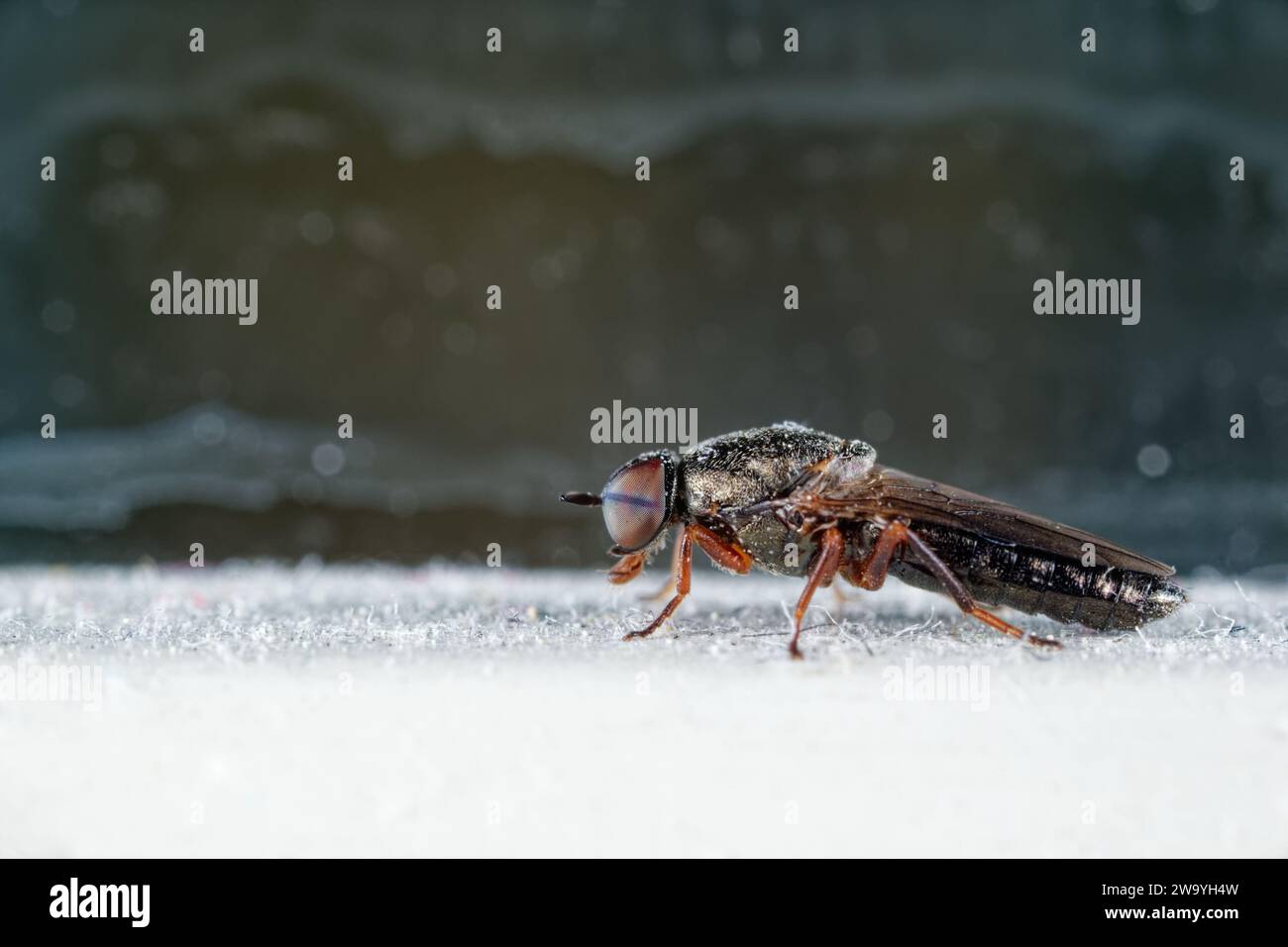 Window fly (Scenopinus) indoors on a windowsill Stock Photo - Alamy