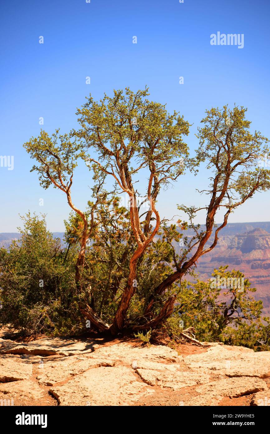 Late afternoon in the Grand Canyon Arizona with a brave pinon pine tree ...
