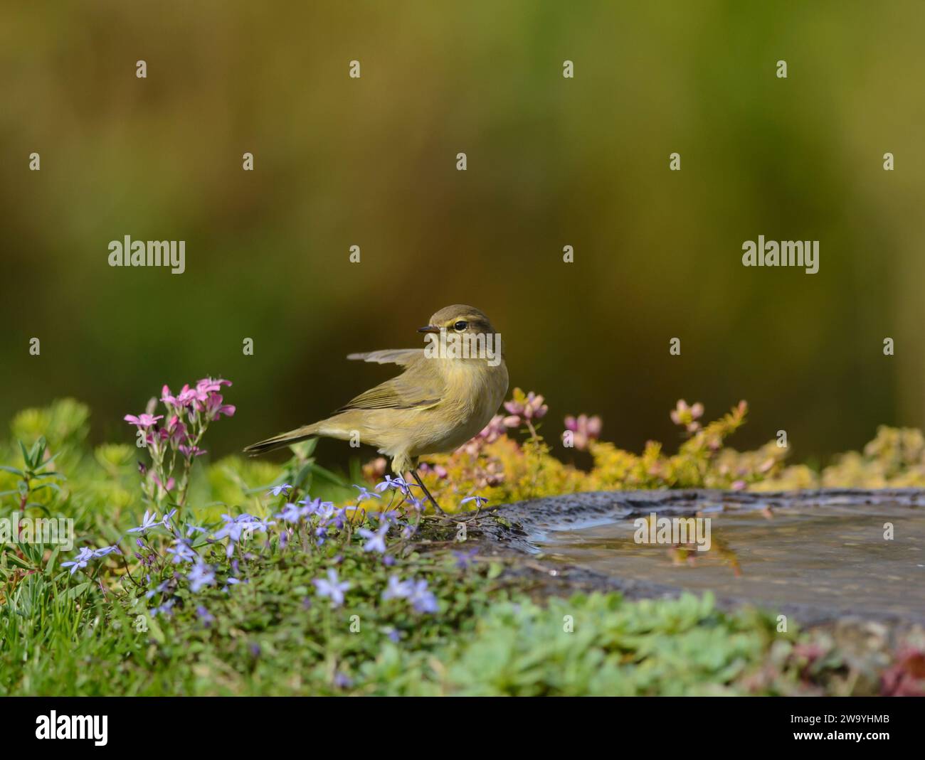 Willow warbler Phylloscopus trochilus, alighting at bird bath in garden ...