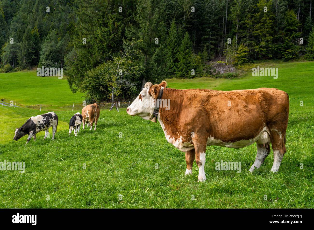 Happy cows hi-res stock photography and images - Alamy