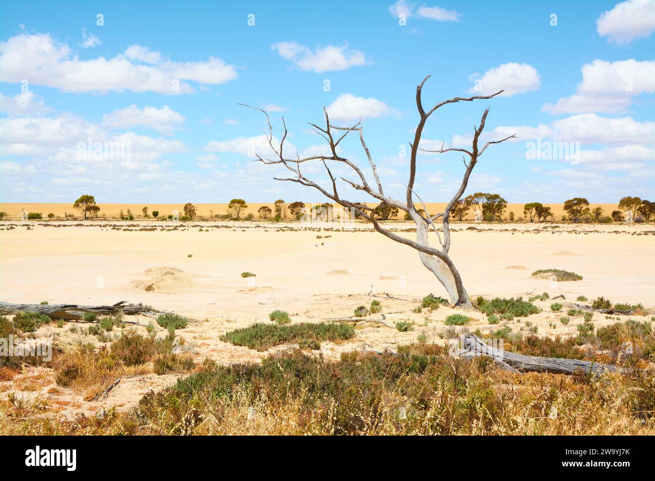 Dead tree australia hi-res stock photography and images - Alamy