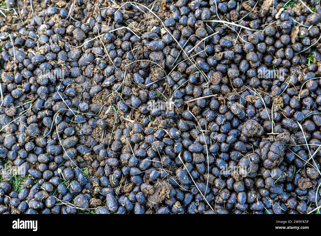 Sheep droppings on Sussex farmland Stock Photo - Alamy