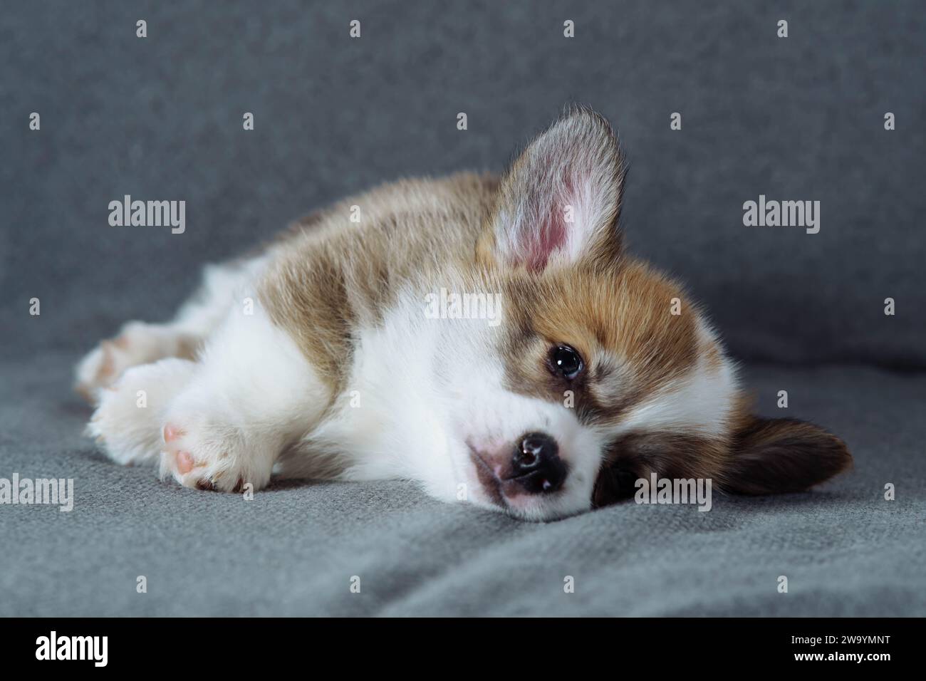 Charming baby Welsh corgi puppy lies on its side on soft gray blanket ...