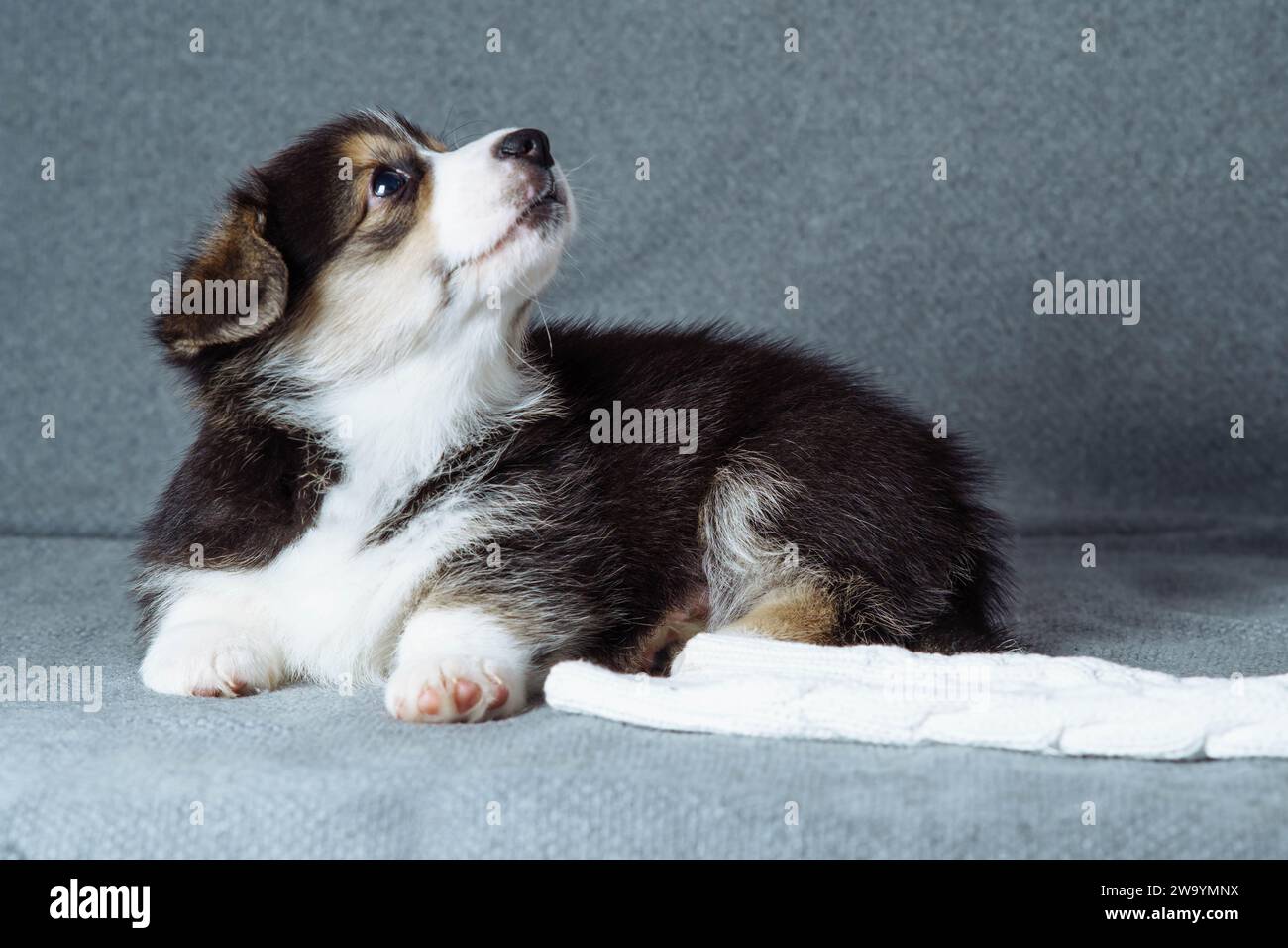 Breeding and feeding purebred puppies. Charming baby Welsh corgi puppy ...