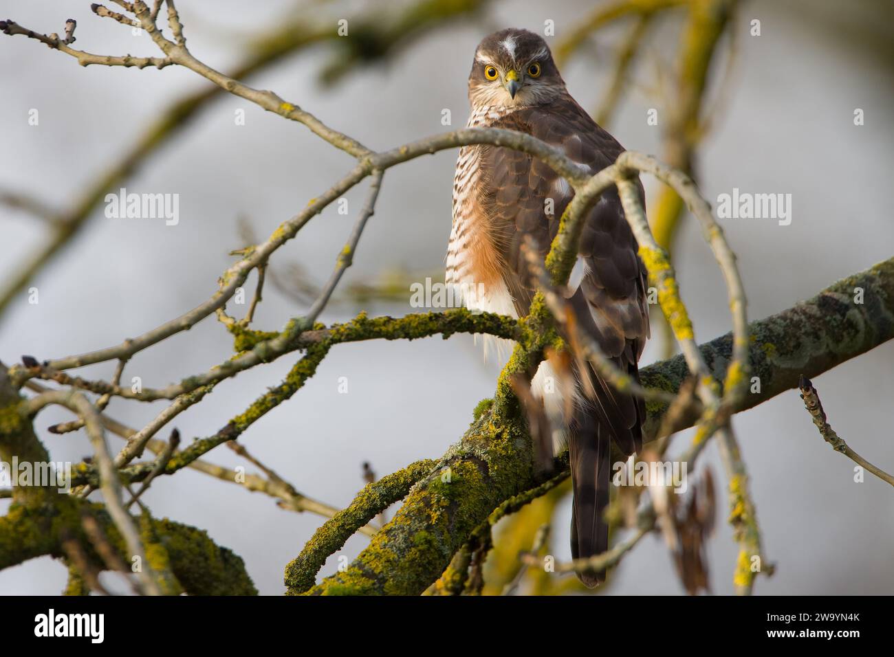 Female sparrowhawk hi-res stock photography and images - Alamy
