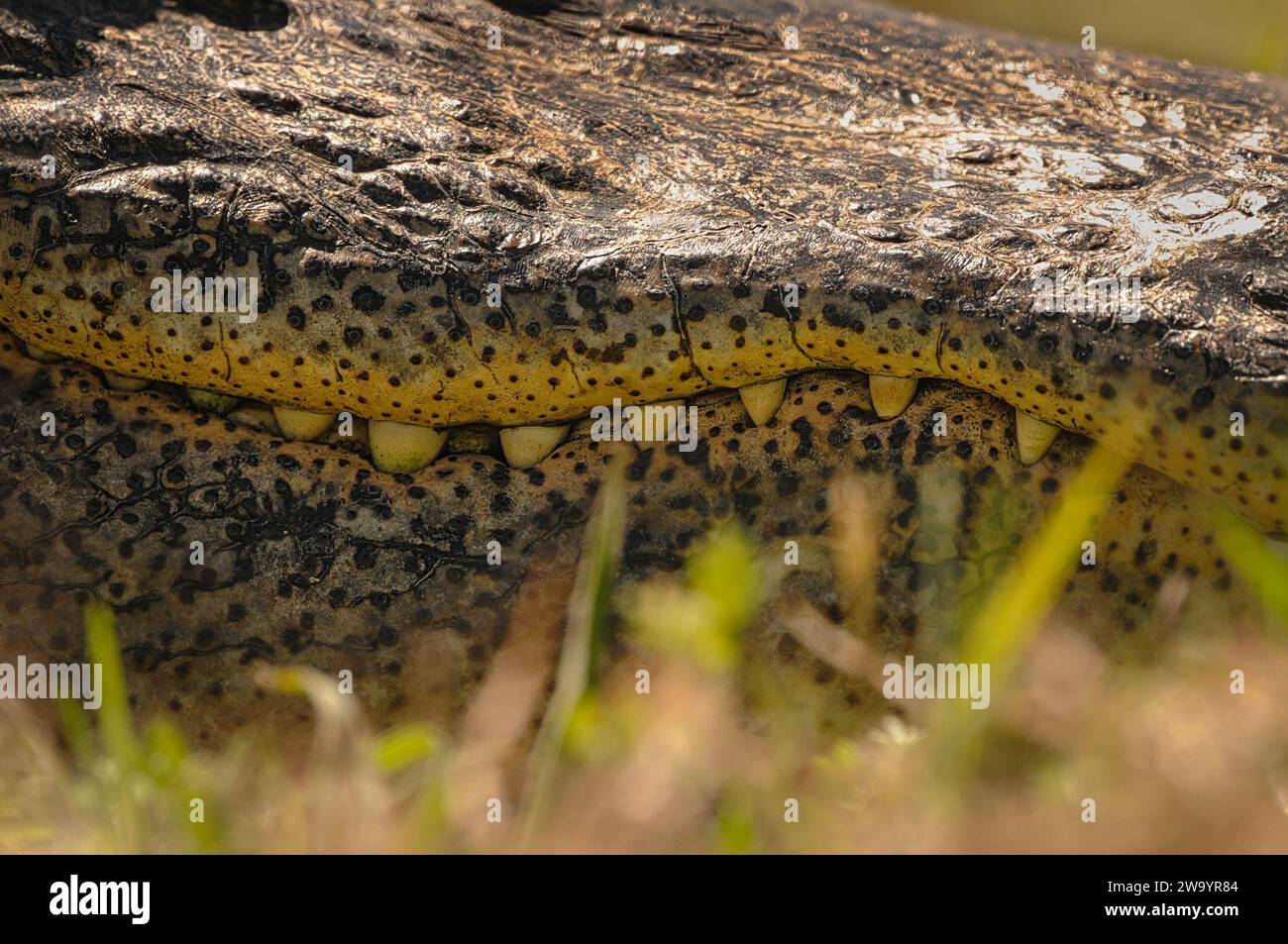Close-up of an alligator's jaws Stock Photo - Alamy