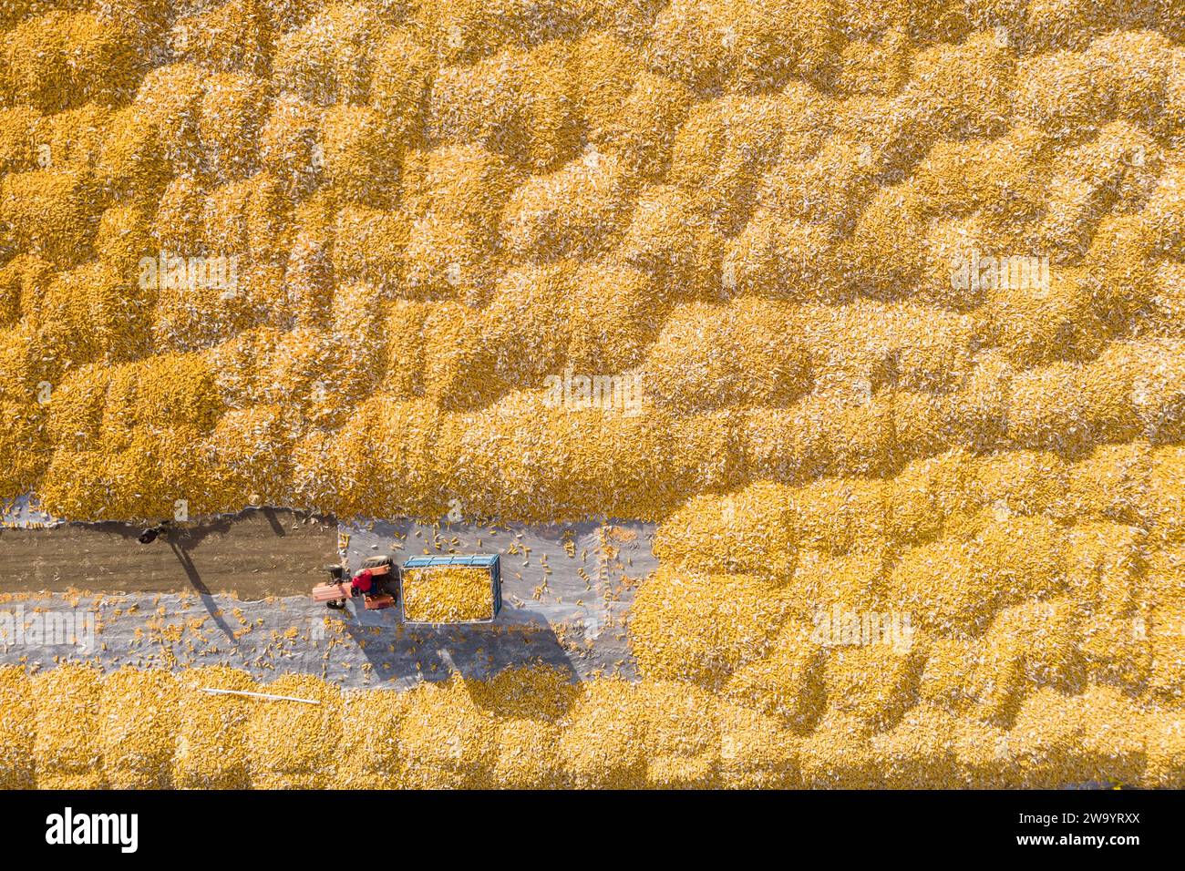 China corn 19th hi-res stock photography and images - Alamy