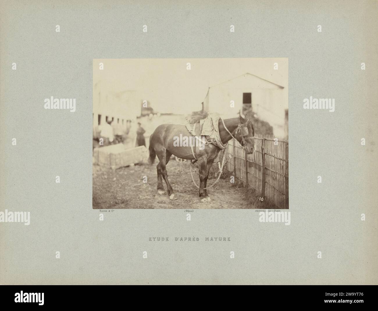 Study of a horse, Taupin et Cie, 1865 - 1869 photograph France paper ...